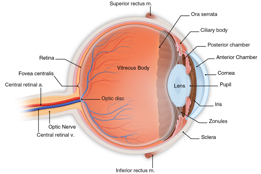 Basic Eye Anatomy South Bay Ophthalmology Basic Eye Anatomy South Bay Ophthalmology
